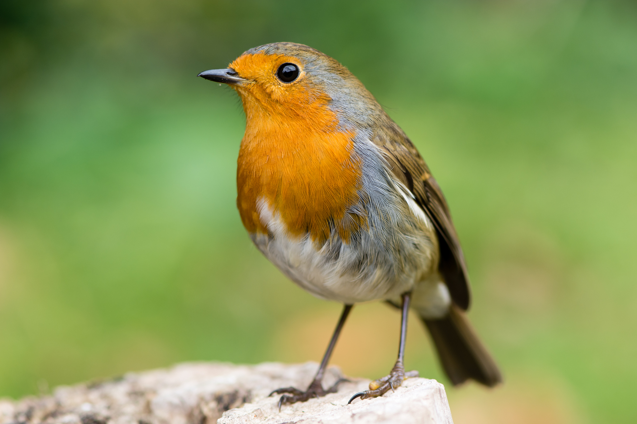 Bird Watching Near Your Home Boosts Mental Health Bird Watching Near Your Home Boosts Mental Health